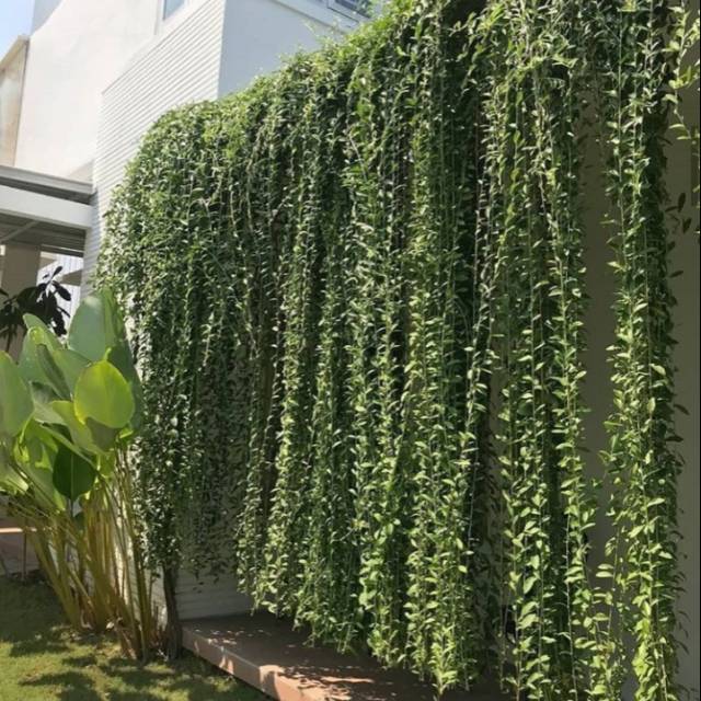 Jual Bibit lee kwan yew / tanaman gantung / li kwan yu/ berakar ...