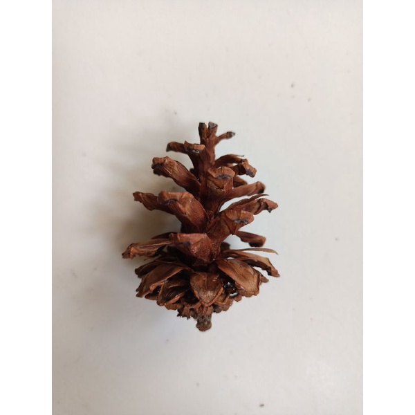 Jual BUAH PINUS KERING UNTUK FOTO PRODUK | Shopee Indonesia