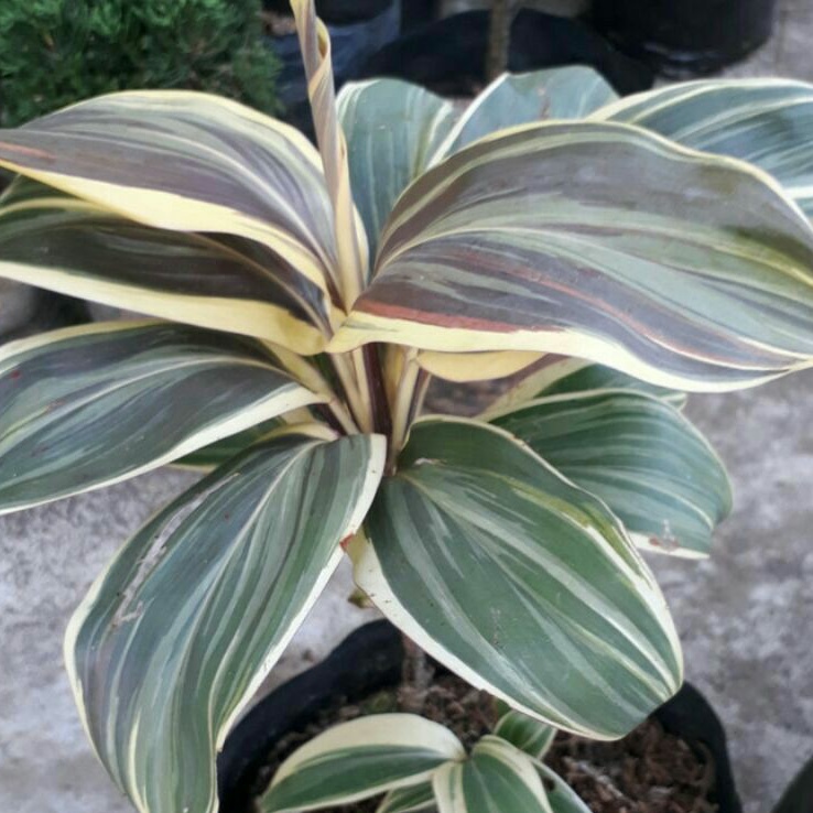 Jual Bunga Hidup Tanaman Hias Murah Hanjuang AndongTri colour Hiasan ...