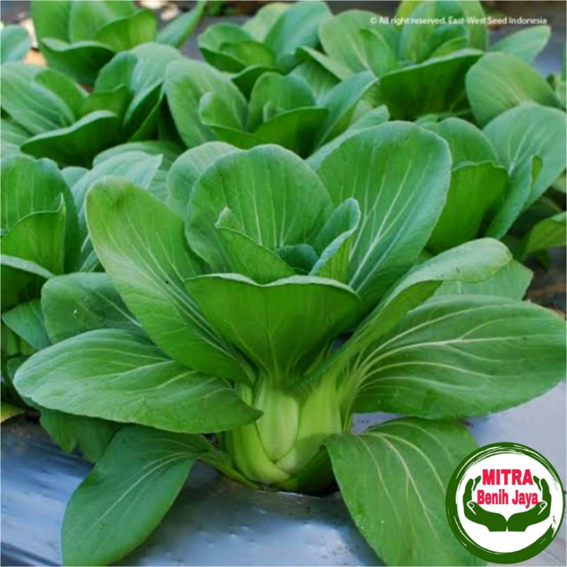 Jual 200 Biji Benih Sayuran Sawi Pakcoy Hibrida / Bibit Sayuran / Biji ...