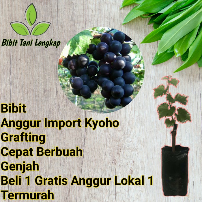 Jual Bibit Tanaman Buah Anggur Kyoho Import (cepat berbuah) | Shopee ...