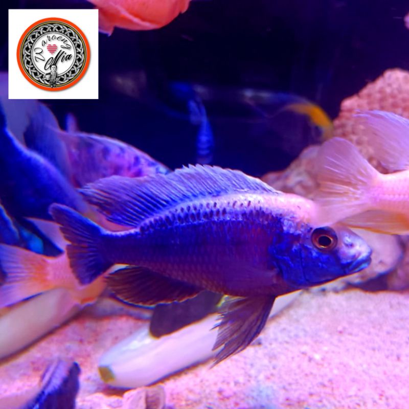 Jual Cichlid Hap Protomelas Spilonotus Mara Rocks / Mararock Sulfur ...