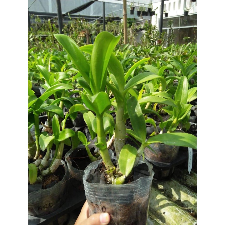 Jual anggrek dendrobium suree peach dewasa/ siap bunga | Shopee Indonesia