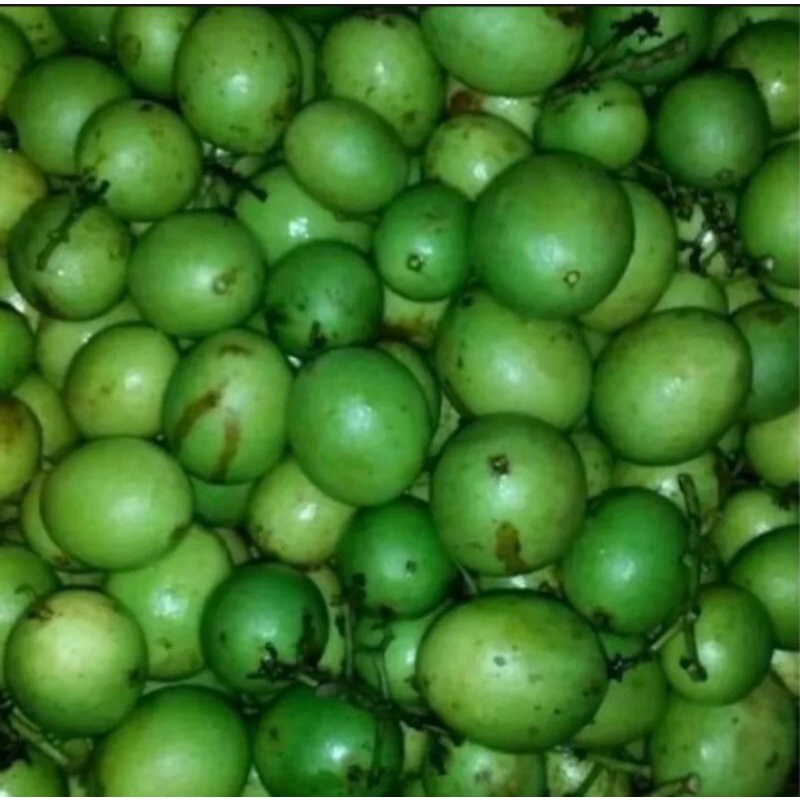 Jual buah jatake buah gadaria langsung petik | Shopee Indonesia