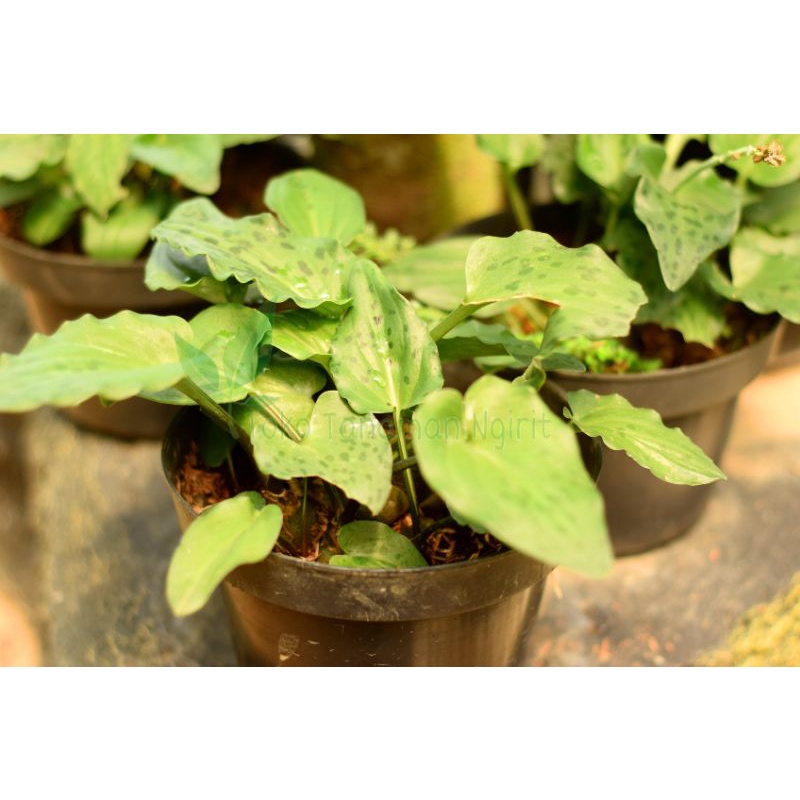 Jual tanaman lidah katak / kladi katak | Shopee Indonesia