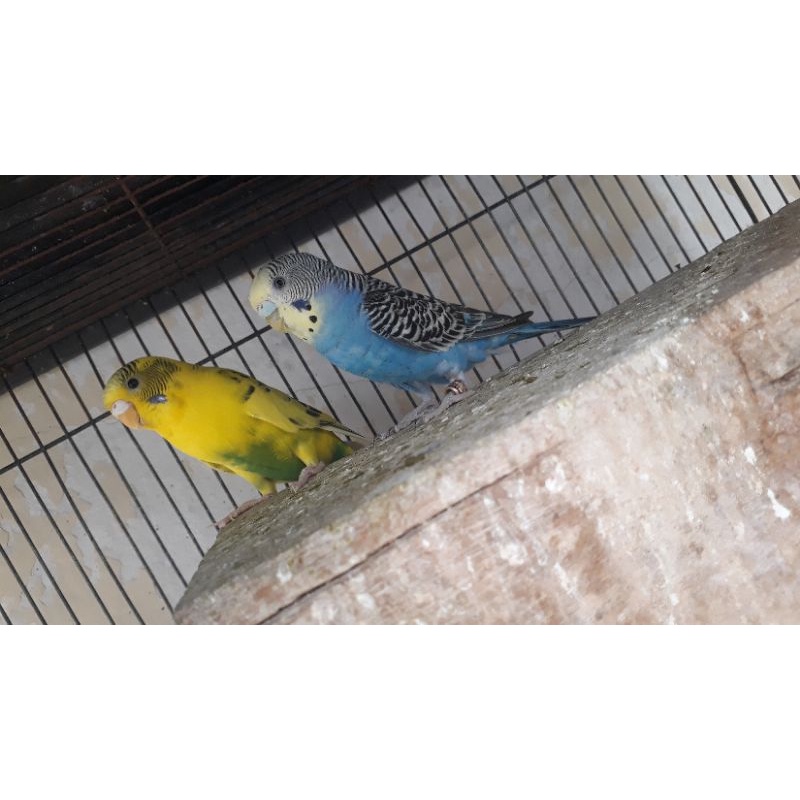 Jual burung Parkit Indukan putih atau kuning | Shopee Indonesia