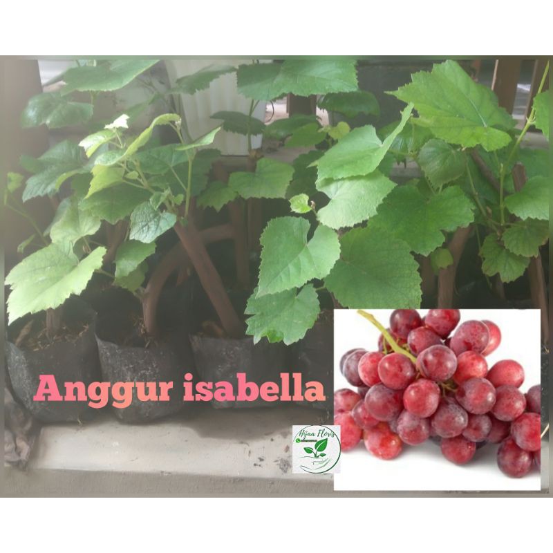Jual anggur red isabella | Shopee Indonesia