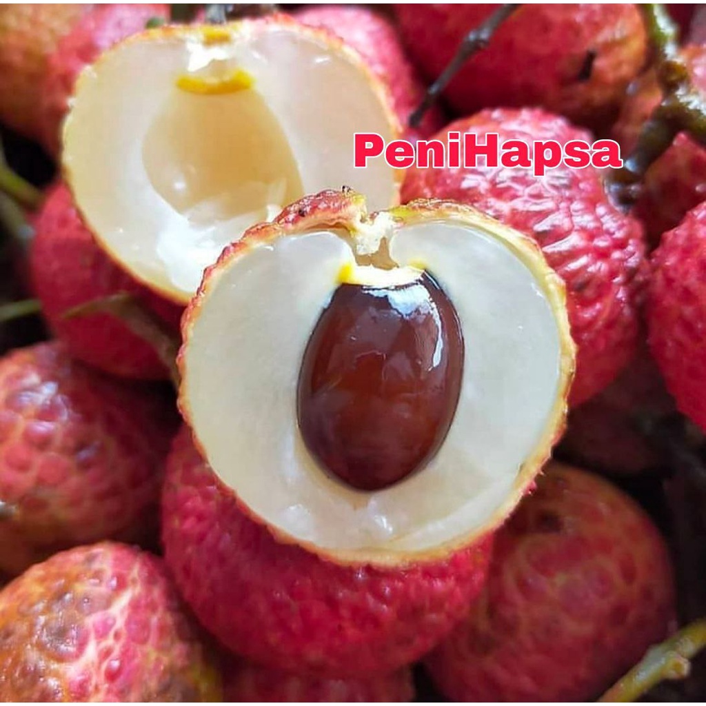 Jual Bibit Leci Merah Jumbo Hasil Cangkok Cepat Berbuah | Shopee Indonesia