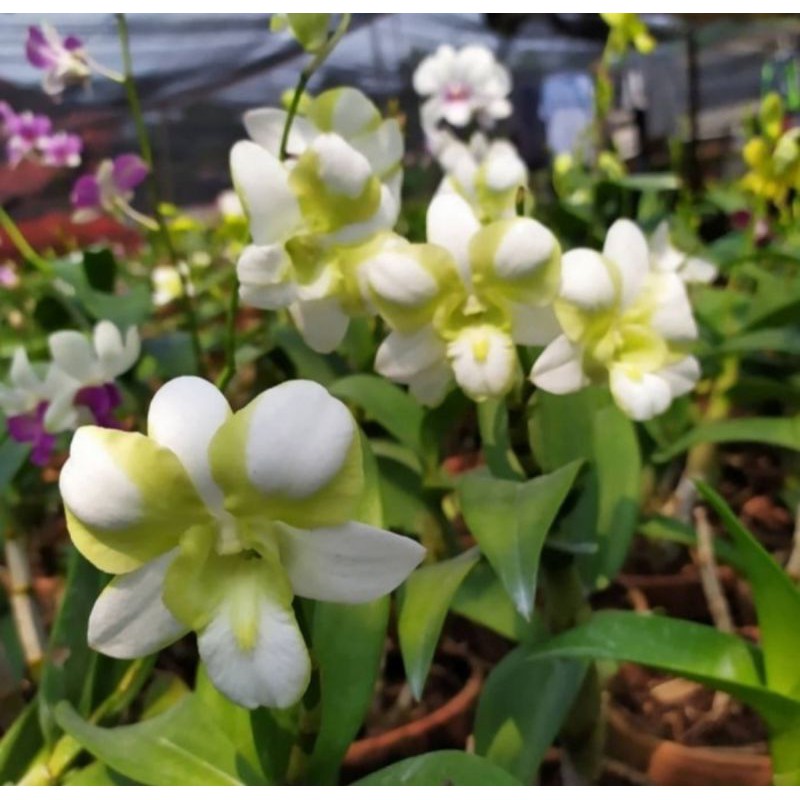 Jual PROMO!! Tanaman hias anggrek dendrobium liberty white - tanama ...
