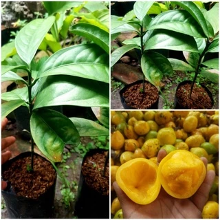 Jual pohon mundu Harga Terbaik & Termurah Agustus 2025 | Shopee Indonesia