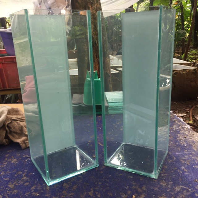 Jual Soliter ikan cupang 12x12x35 soliter cupang soliter selfie ...