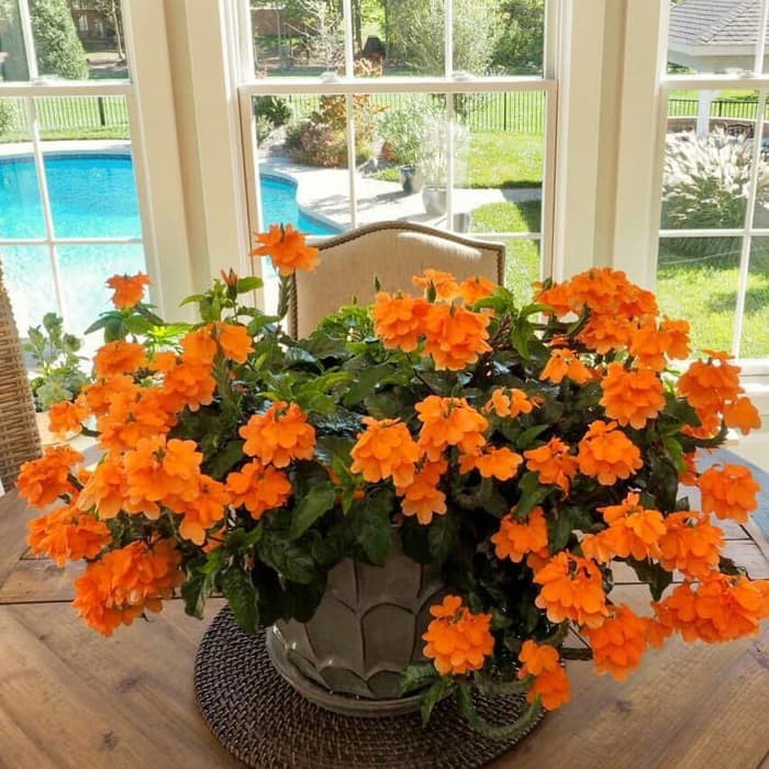 Jual Tanaman Hias Bunga Crossandra Rosandra Orange Jenis Tanaman Hias