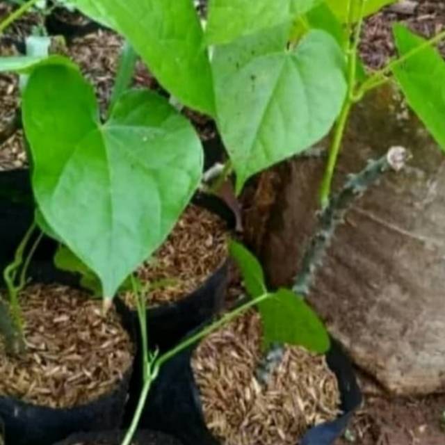 Jual Pohon Antawali Tanaman Herbal Brotowali | Shopee Indonesia