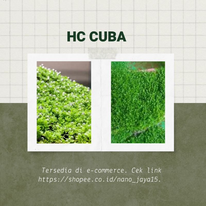 Jual Hc Cuba (Tanaman Carpet Aquascape) | Shopee Indonesia