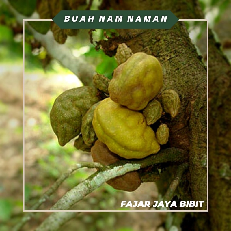 Jual Bibit NamNam Bibit Pohon Nam Nam Tanaman Buah Namnam Nam-Nam ...