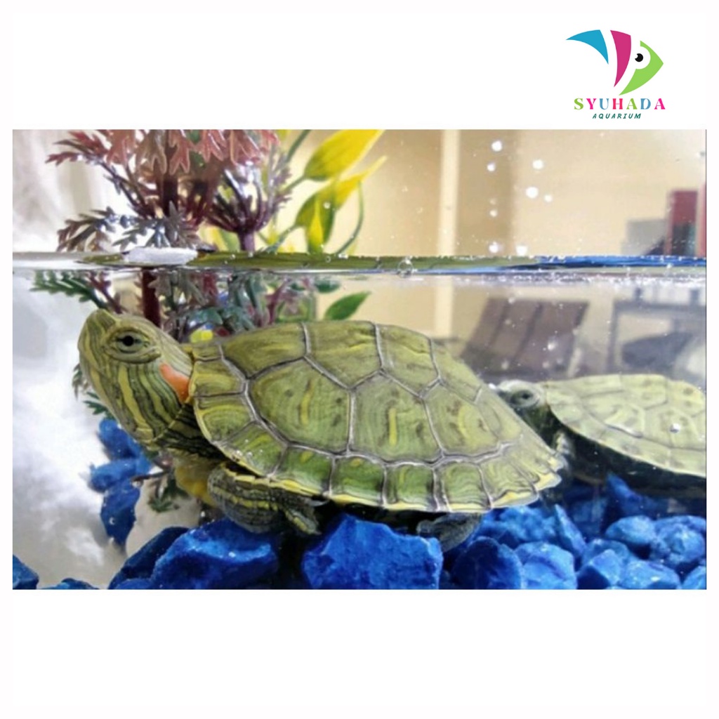 Jual 1 Set Aquarium Kura - Kura PVC Lengkap Hiasan Dan Lampu LED 3 Watt ...