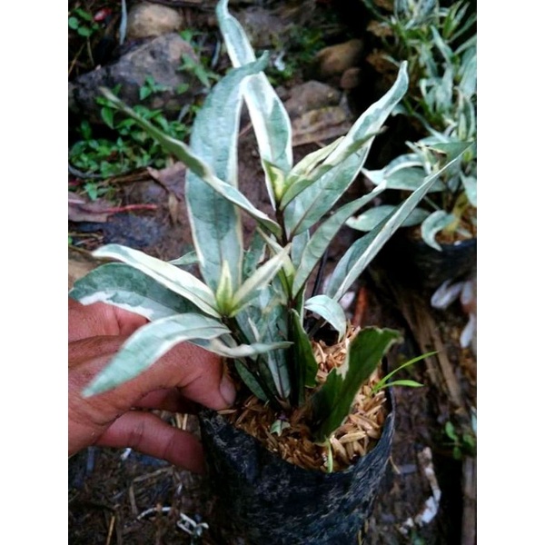 Jual tanaman hias gandarusa varigatae | Shopee Indonesia