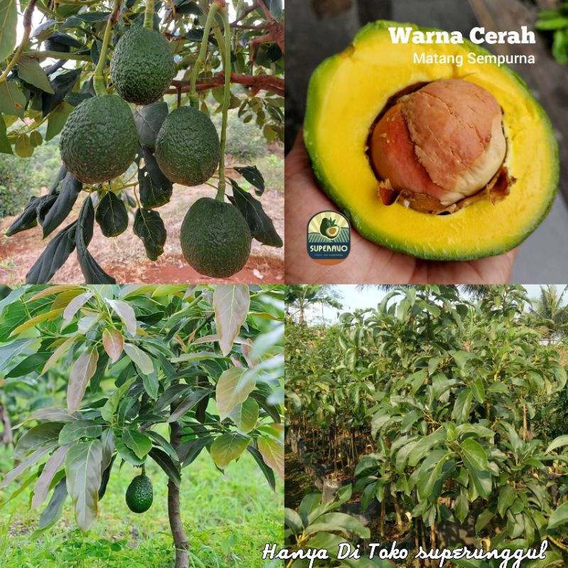 Jual Tanaman Pohon Buah Alpukat Ukuran Satu Meter Lebih Dengan Batang ...