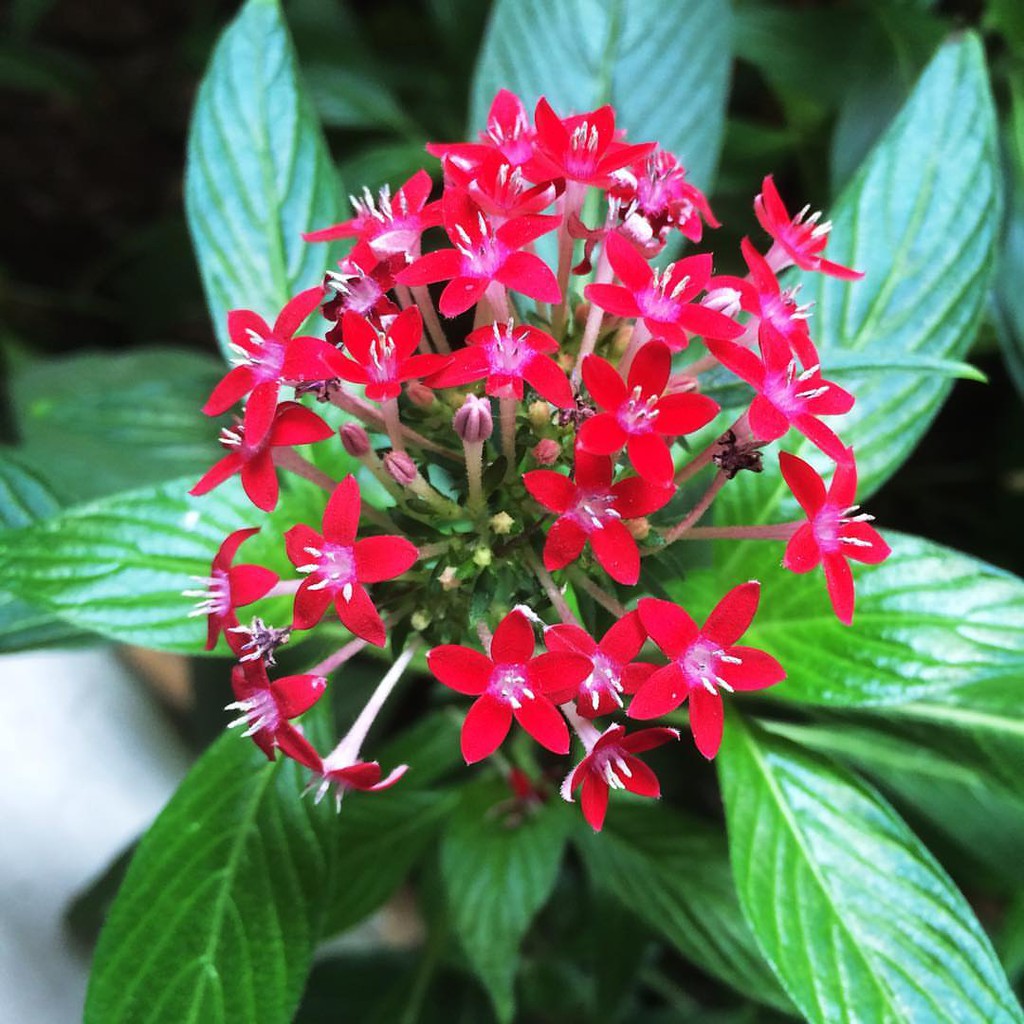 Jual Bibit Tanaman Hias pentas (Pentas lanceolata) - Bunga Pentas ...