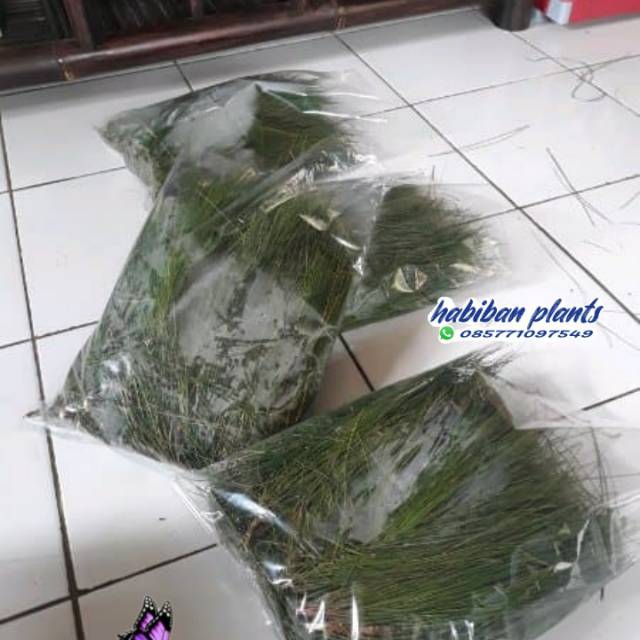 Jual Daun pinus segar | Shopee Indonesia
