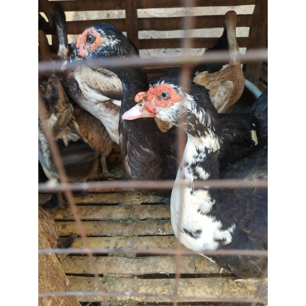 Jual bebek entok mentok manila hidup fresh | Shopee Indonesia