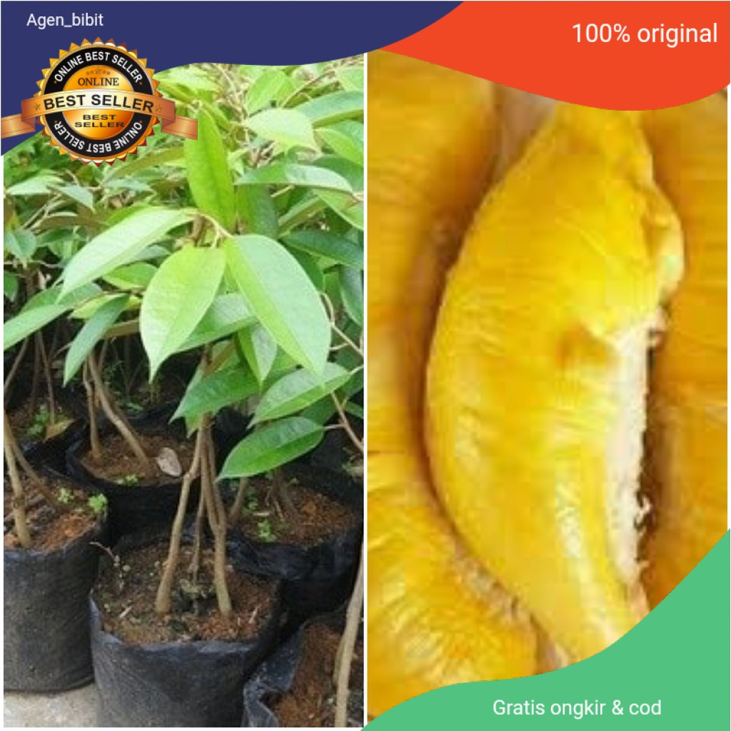 Jual Bibit Durian Bawor Kaki 3 hasil okulasi cepat berbuah | Shopee Indonesia