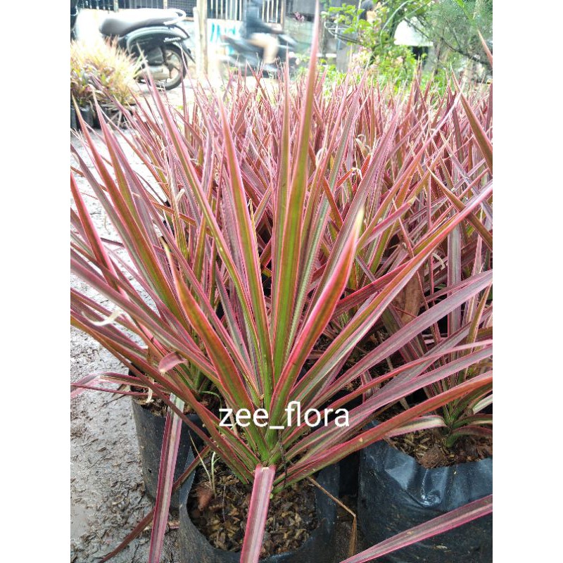 Jual pohon tanaman tricolor merah | Shopee Indonesia