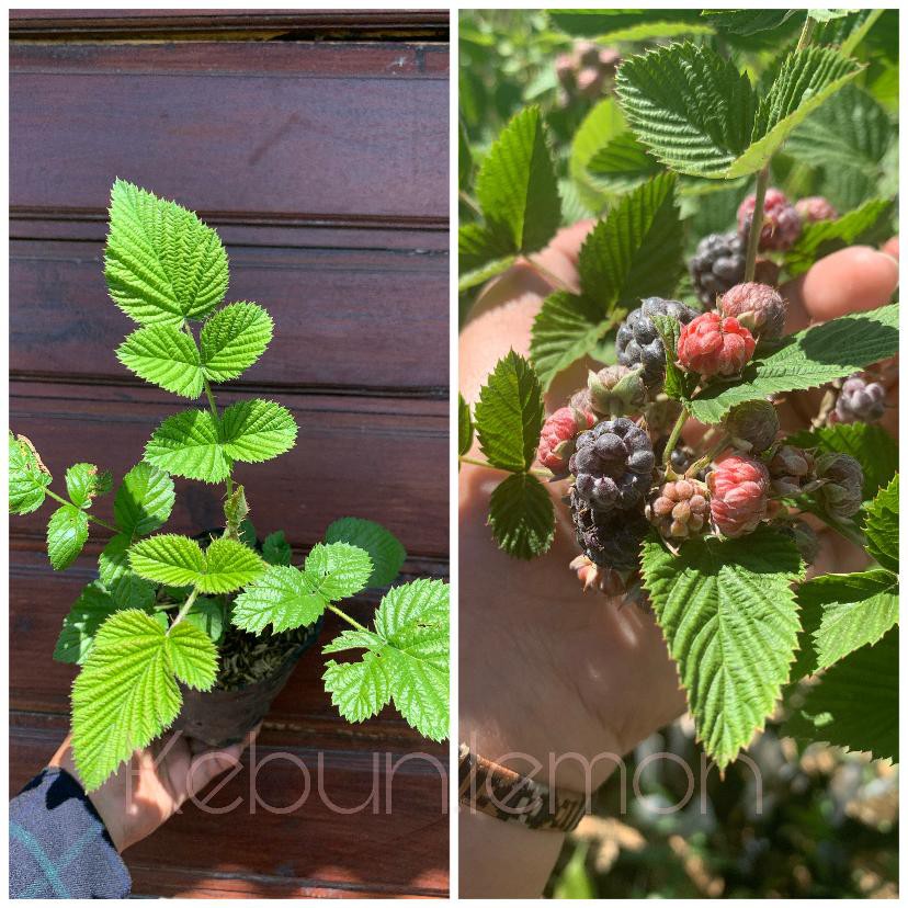 Jual Black Raspberry ( M ) | Shopee Indonesia