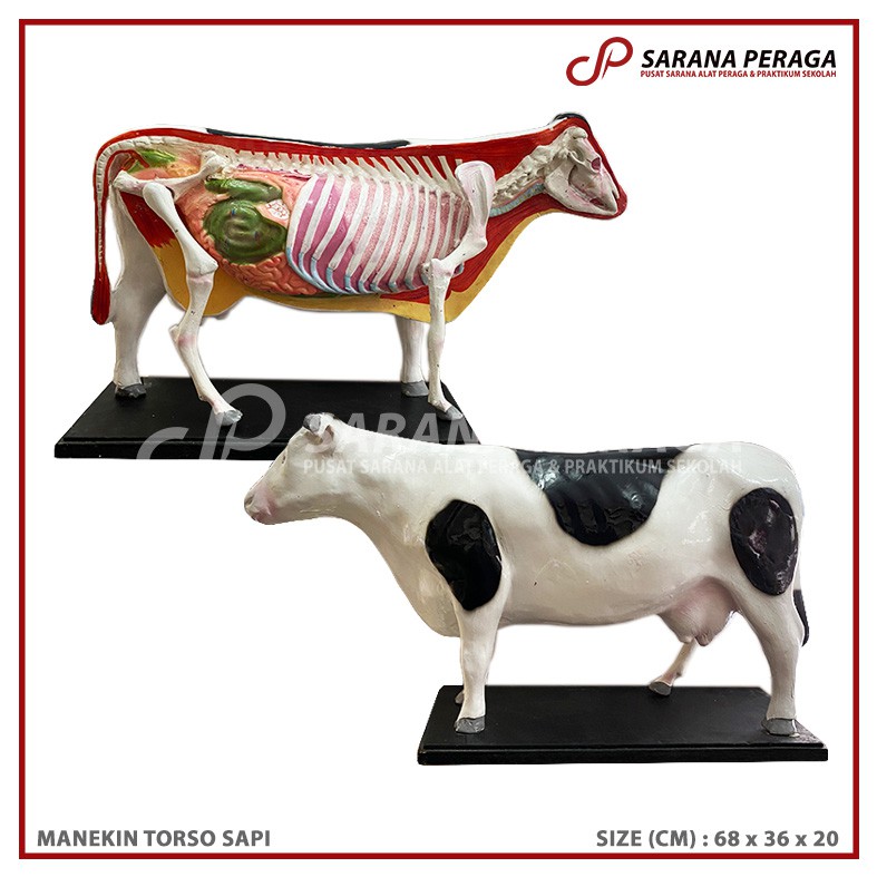 Jual SaranaPeraga - Manekin Torso Model Sapi - Alat Peraga Edukasi ...