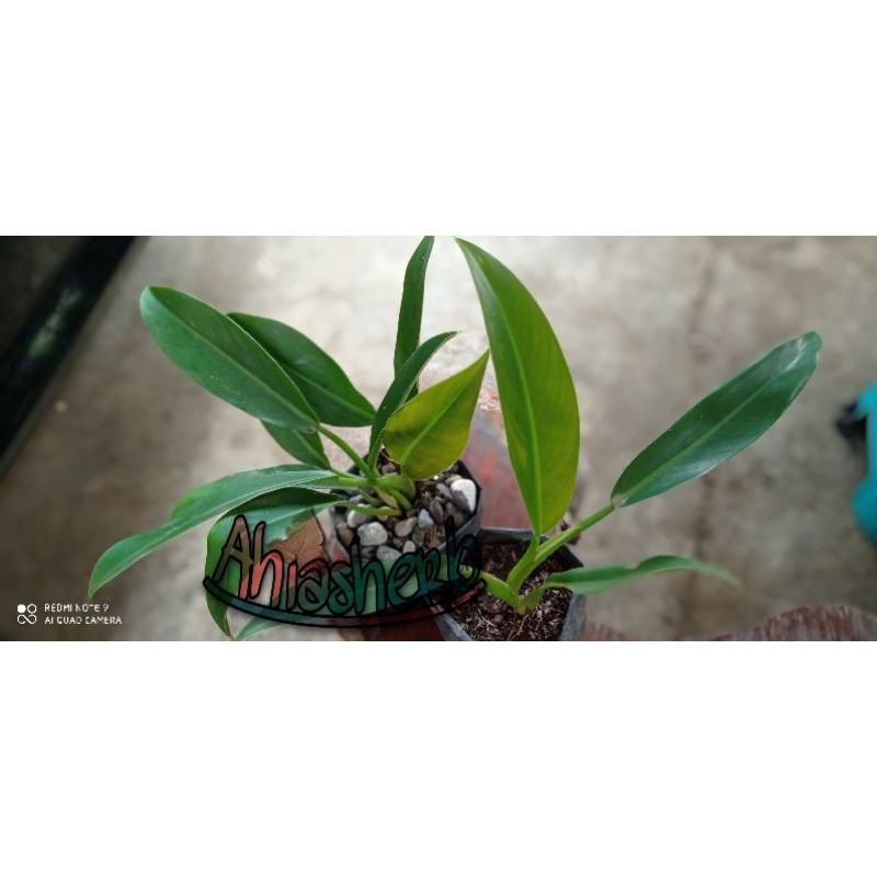 Jual Philo Karet / Philodendron Karet | Shopee Indonesia