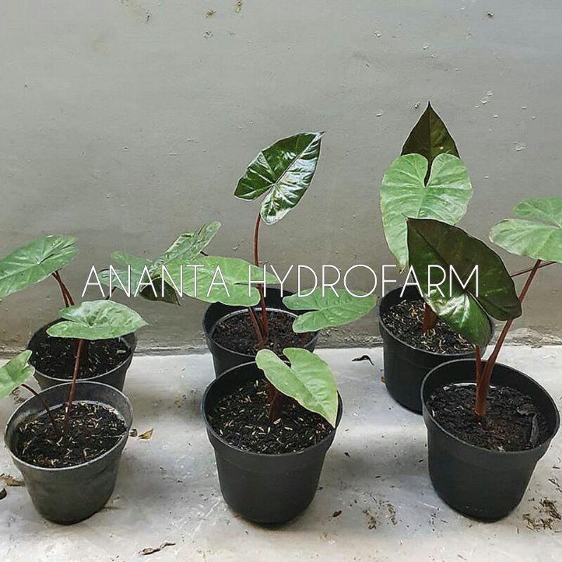 Jual Sente Hitam, Bibit Alokasia, Lompong Hitam, Keladi Hitam, Talas ...