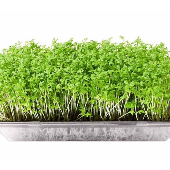 Jual Daun Microgreen Sayuran Edible Flower Bunga Edibel Daun Garnish ...