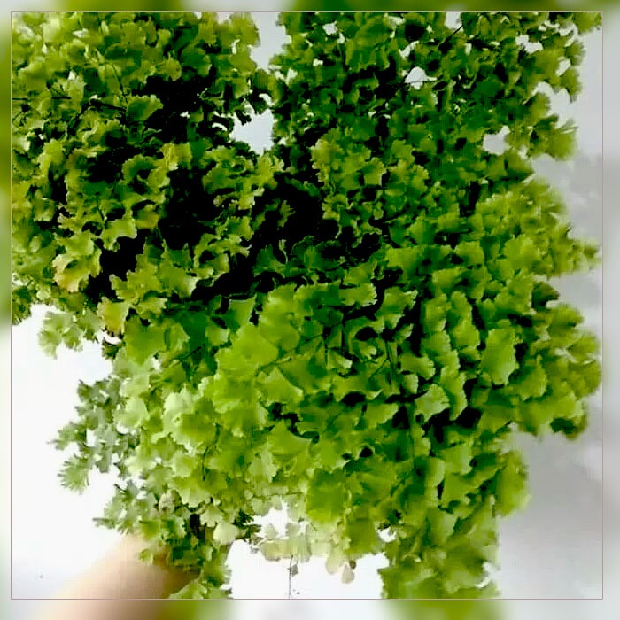 Jual Tanaman Hidup Murah Suplir Bunga Hiasan Taman dan Rumah | Shopee ...