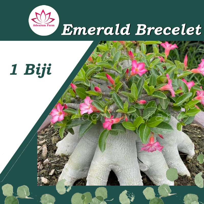 Jual Benih Biji Bibit Adenium Arabikum Hibrid EMERALD BRECELET | Shopee ...