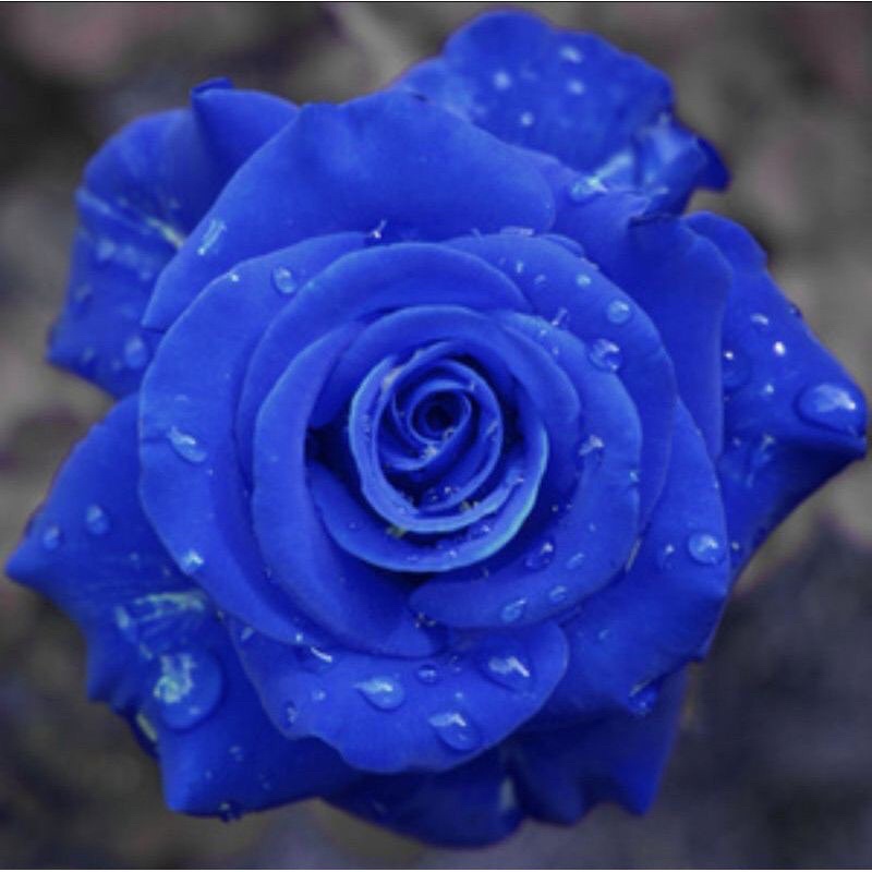 Jual hias hidup BISA COD tanaman hias mawar blue | Bibit bunga mawar ...