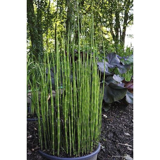 Jual Tanaman hias bambu air - pohon bambu air - tanaman hidup - tanaman ...