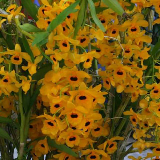 Jual DENDROBIUM FIMBRIATUM plant jumbo dendro kuning dendro spesies ...