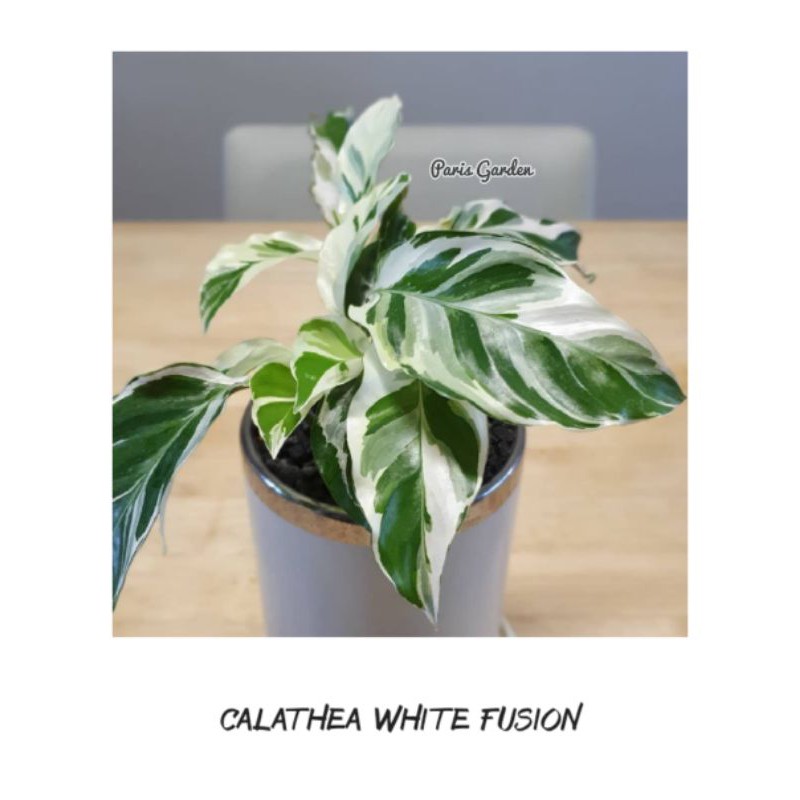 Jual TANAMAN HIAS CALATHEA WHITE FUSION | BIBIT CALATHEA MERANTI TISU ...