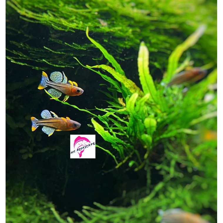 Jual Ikan hias schooling pseudomugil paskai aquascape | Shopee Indonesia