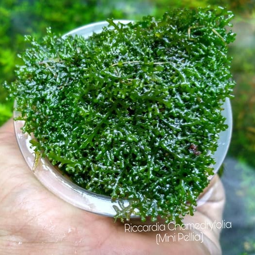 Jual Moss Ricardia Mini Pelia Bahan Aquascape - Riccardia lumut ...