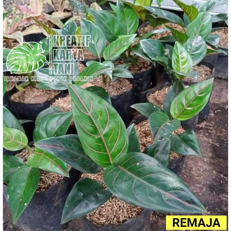 Jual Tanaman hias aglonema rotundum Tiger - Tanaman aglaonema rotundum ...