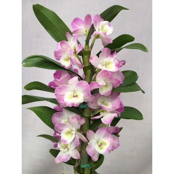 Jual Tanaman hias anggrek dendrobium bunga violet fizz / anggrek ...