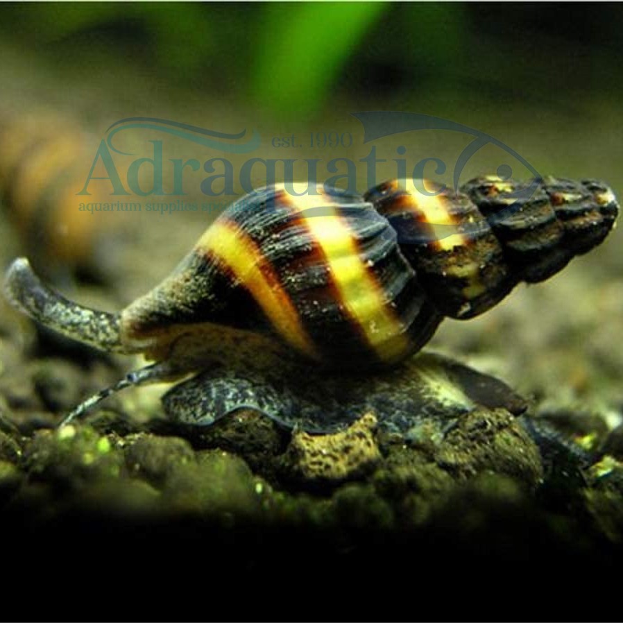 Jual (INSTANT BANDUNG) KEONG ASSASSIN SNAIL PEMBASMI KEONG HAMA ...