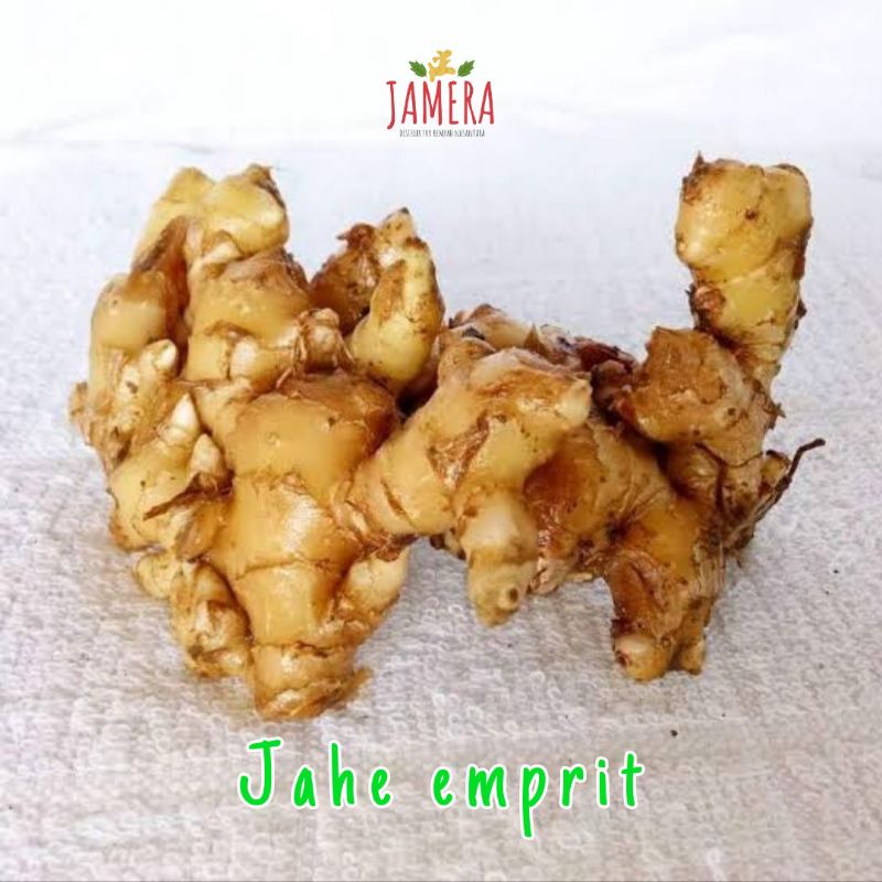 Jual Jahe Emprit Segar 1 kg | Shopee Indonesia Jual Jahe Emprit Segar 1 kg | Shopee Indonesia