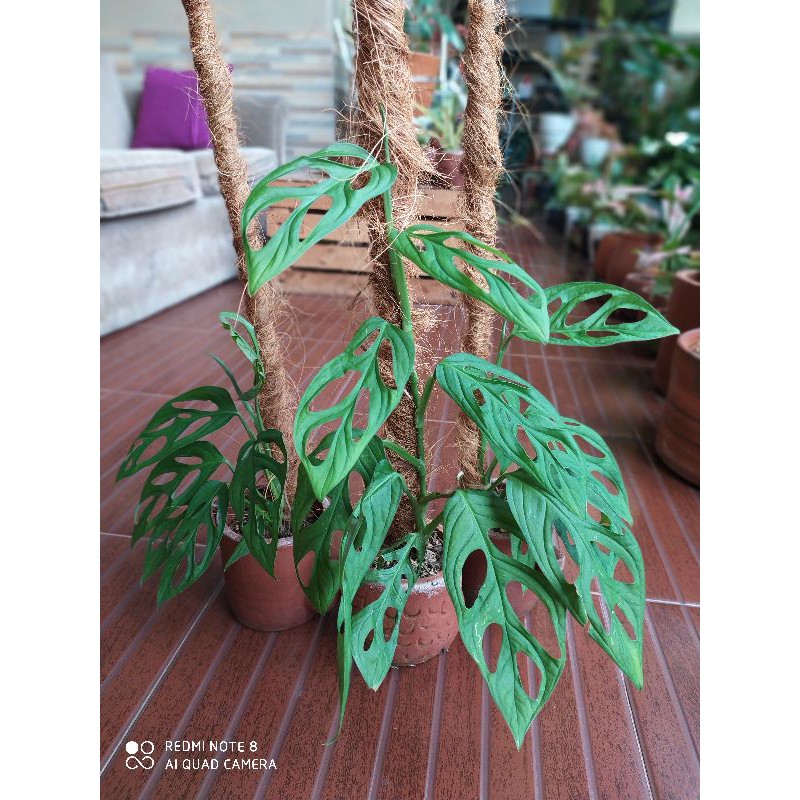 Jual monstera adansonii (janda bolong) | Shopee Indonesia