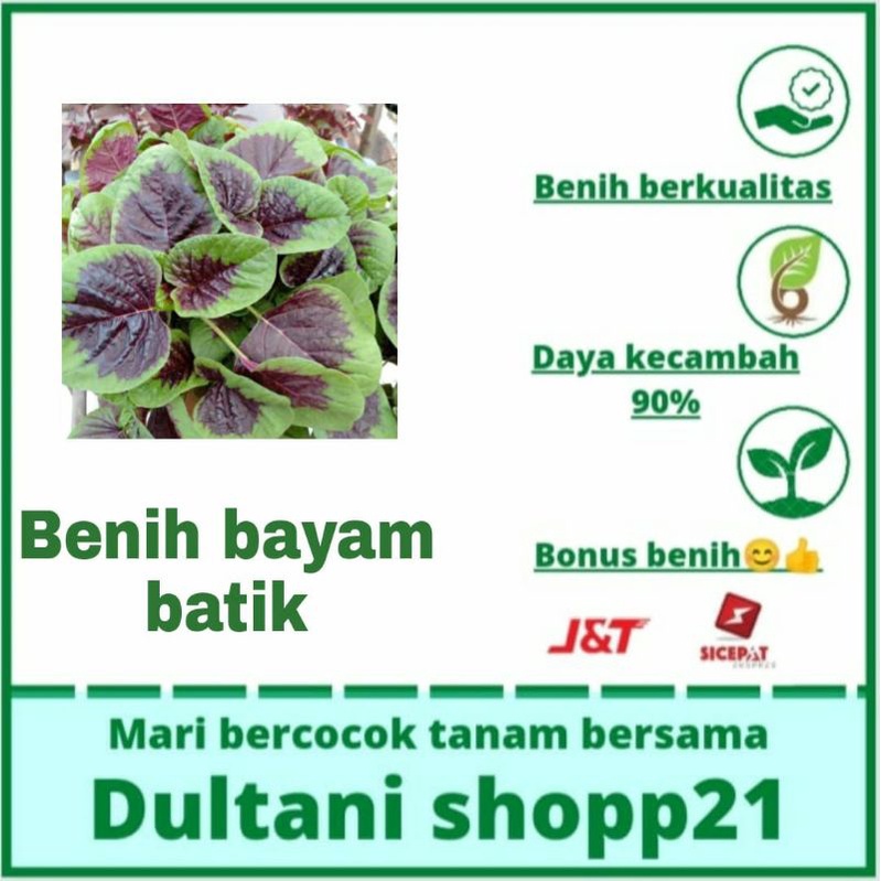 Jual benih bayam batik unggul 2000 biji | Shopee Indonesia