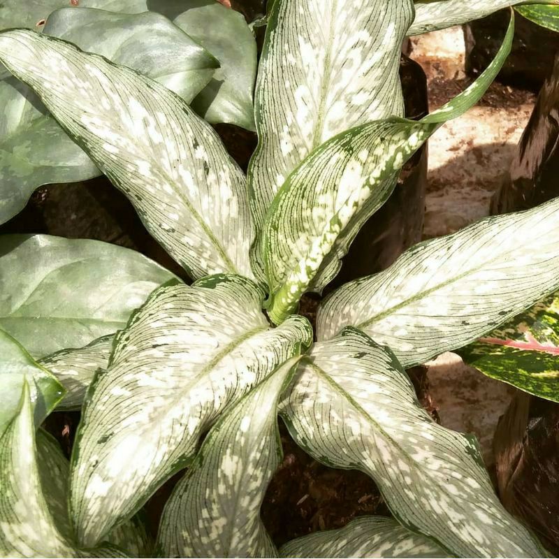 Jual Bunga diven balik/ selendang putri | Shopee Indonesia