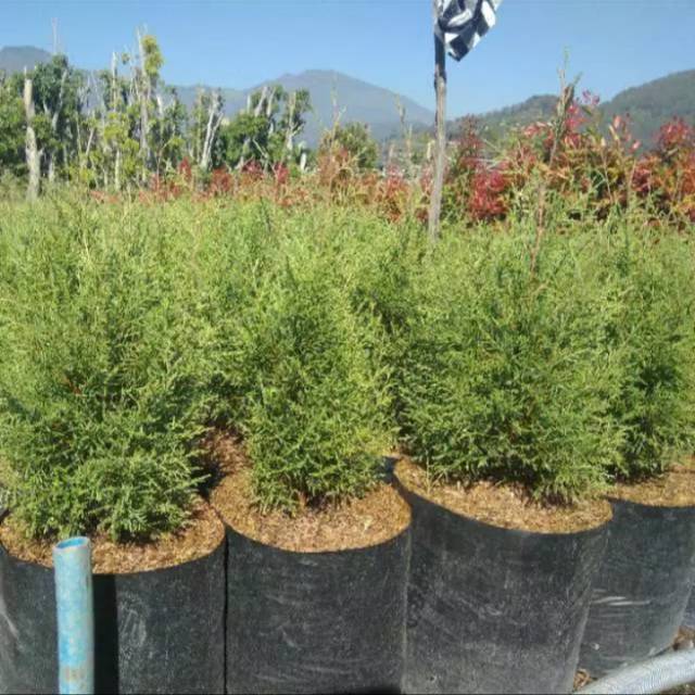 Jual Tanaman Cemara Rentes 40cm | Shopee Indonesia