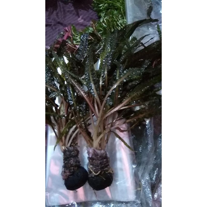 Jual balansay media wabikusa tanaman awuascep | Shopee Indonesia