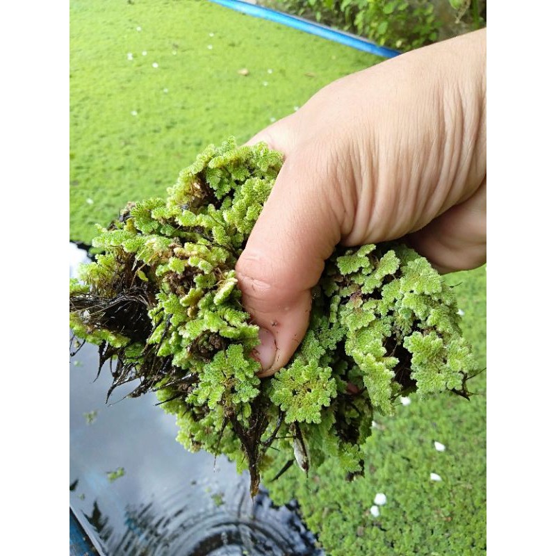 Jual ️ AZOLLA 250 GRAM ( BERGARANSI ) | Shopee Indonesia